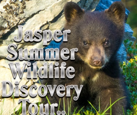 Jasper Wildlife Tours