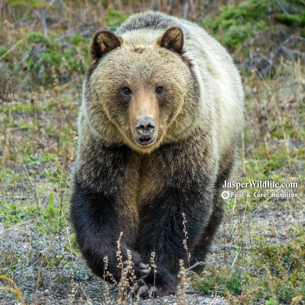 Grizzly or Brown Bear - Jasper Wildlife Tours