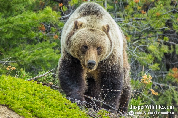 Grizzly or Brown Bear - Jasper Wildlife Tours
