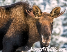 Jasper Wildlife Tours