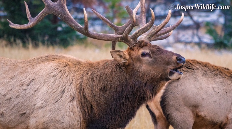 Jasper Wildlife Tours