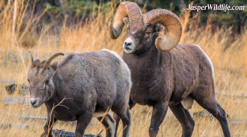 Jasper Wildlife Tours